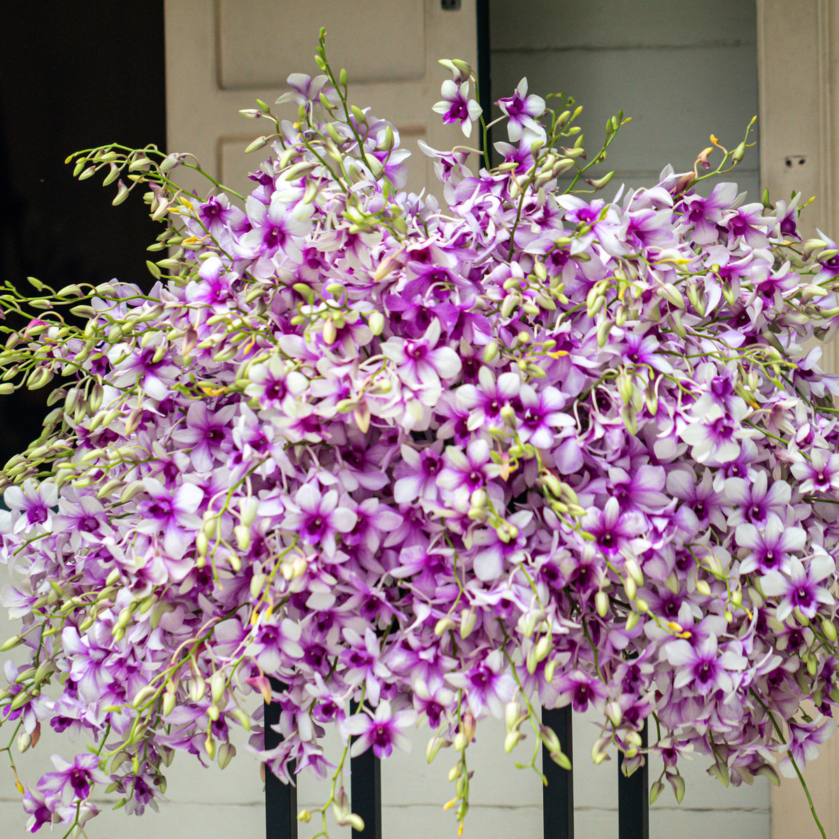 Dendrobium Hybrids Export Ready – Ornatec International