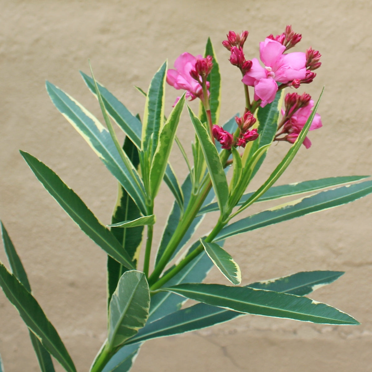 Nerium oleander 'Variegated' Export Ready – Ornatec International