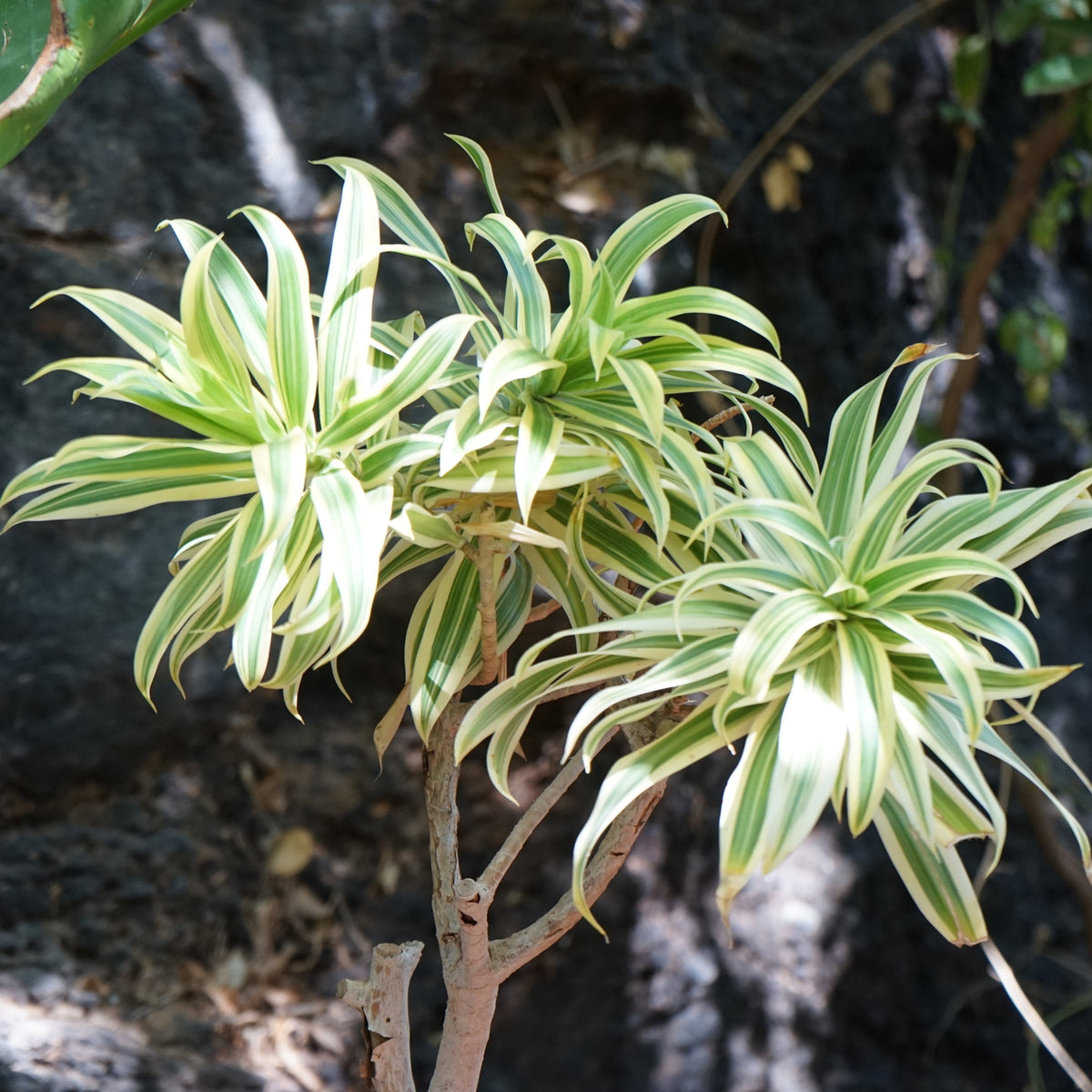 Dracaena reflexa Export Ready – Ornatec International