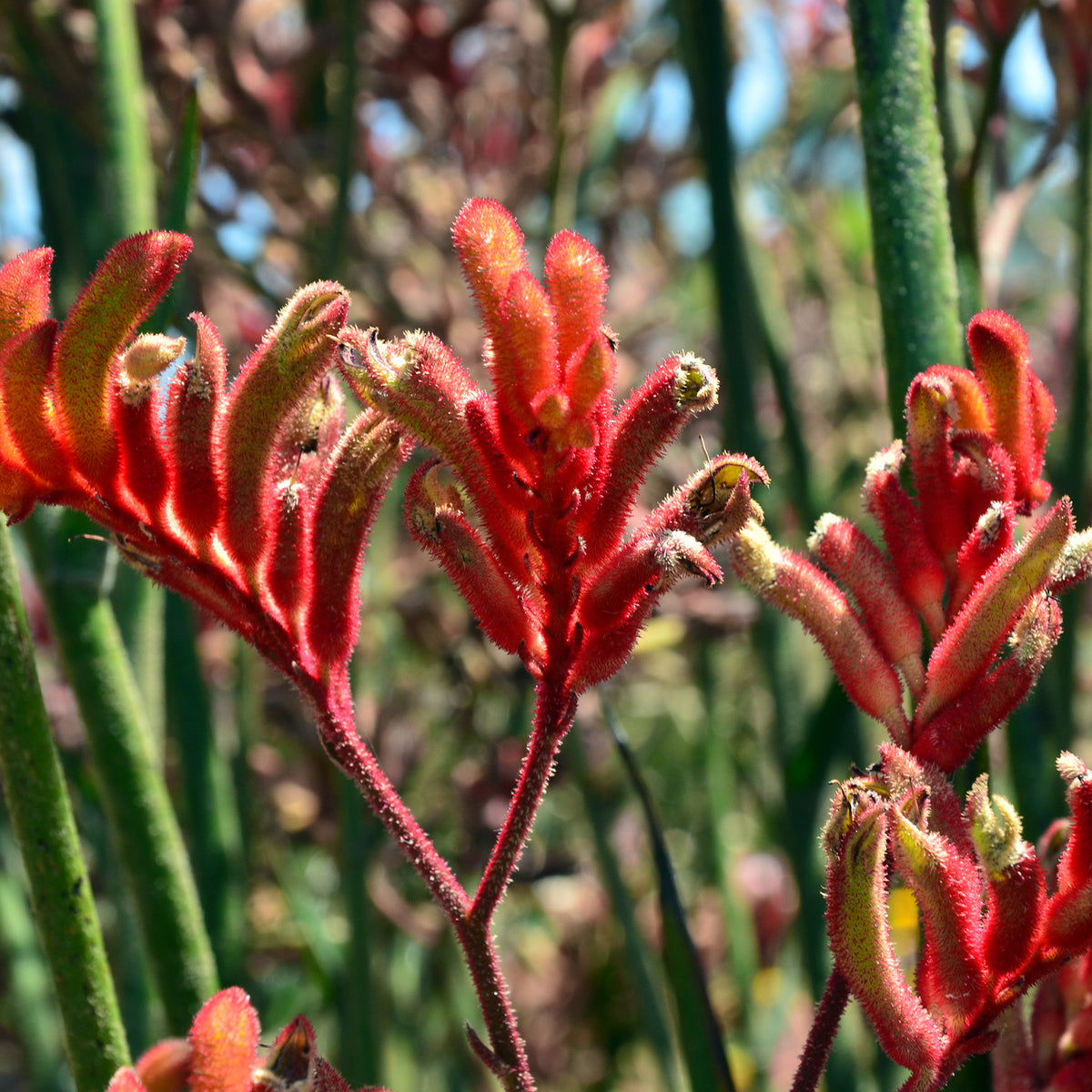 Anigozanthos Bush Ballad Export Ready – Ornatec International