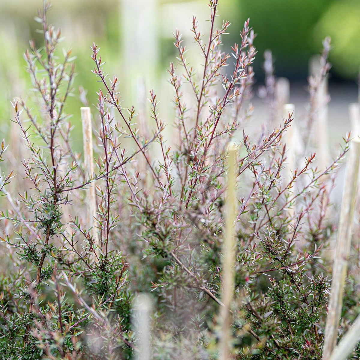 Leptospermum scoparium 'Nanum Rubrum' Export Ready – Ornatec International