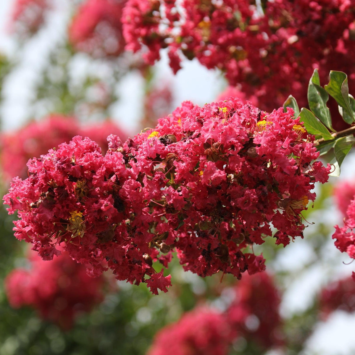 Lagerstroemia 'Enduring Summer Red' Export Ready – Ornatec International